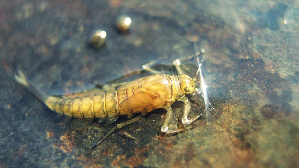 Poem: ‘Nymph’ | Form in Formless Times