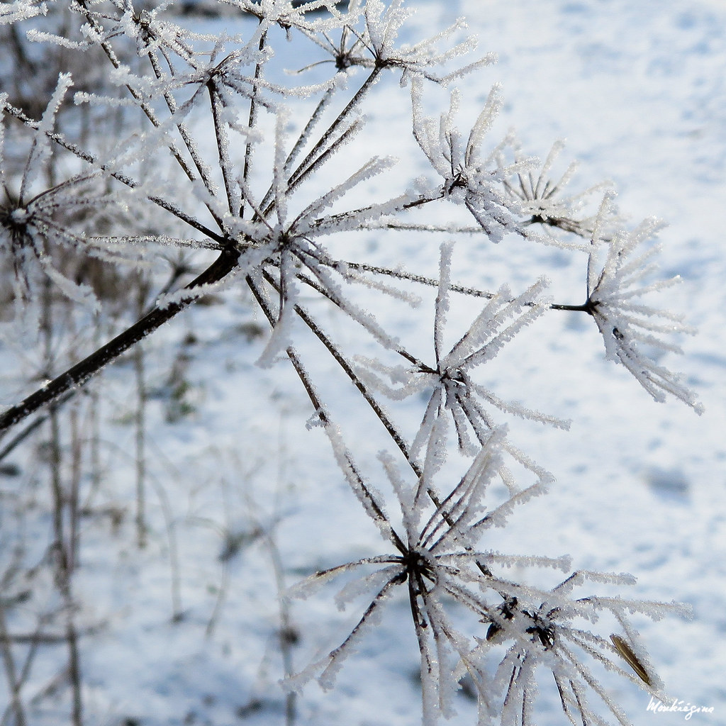 Using form: Monorhyme: D.A. Prince, ‘Cold’ | Form in Formless Times