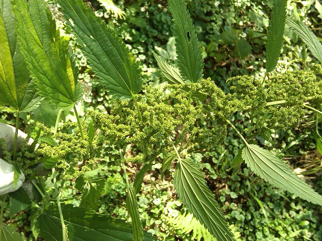 SF Poem: RHL, ‘Out Of Many…’ | Form in Formless Times