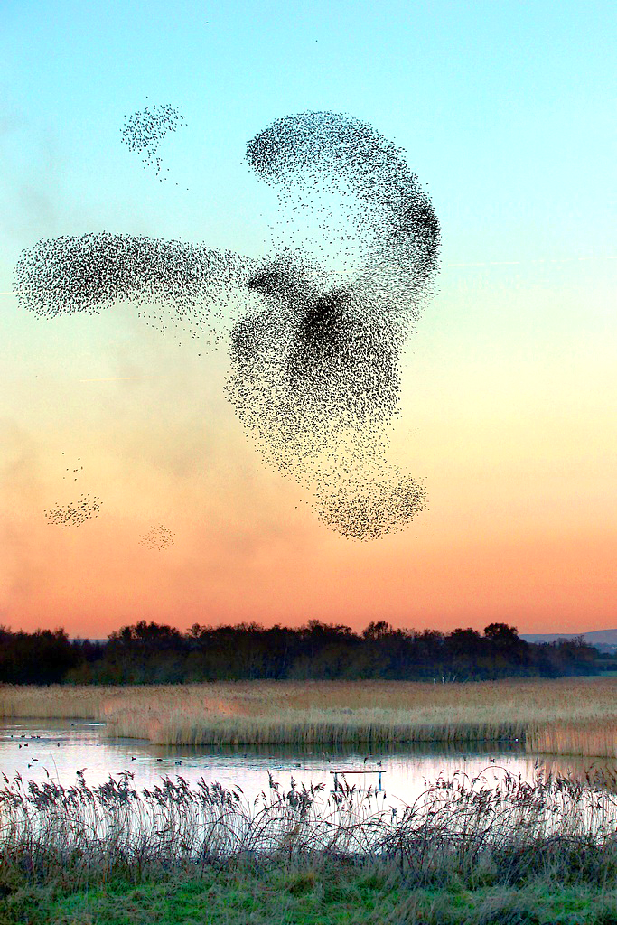 Using form: Iambic hexameter: Daniel Moreschi, ‘A Wing-stroked ...