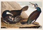 Unforgettable nonsense: Christopher Isherwood, ‘The Common Cormorant or ...