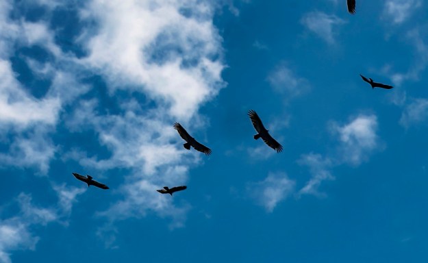 triolet | Form in Formless Times